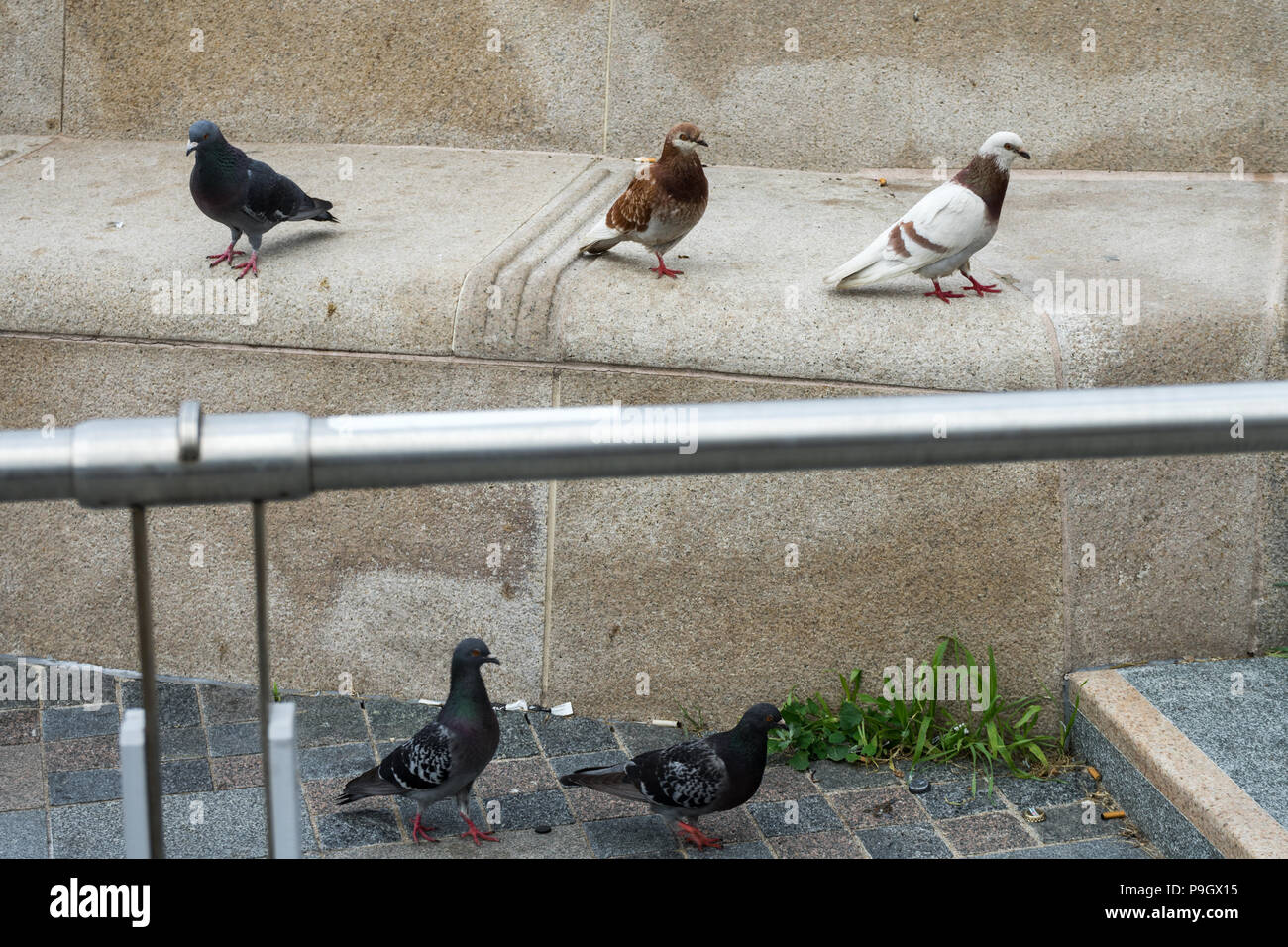 Liverpool pigeons hi-res stock photography and images - Alamy