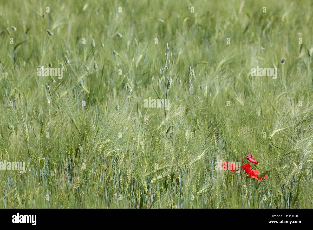 Lone red poppy in green field Stock Photo - Alamy