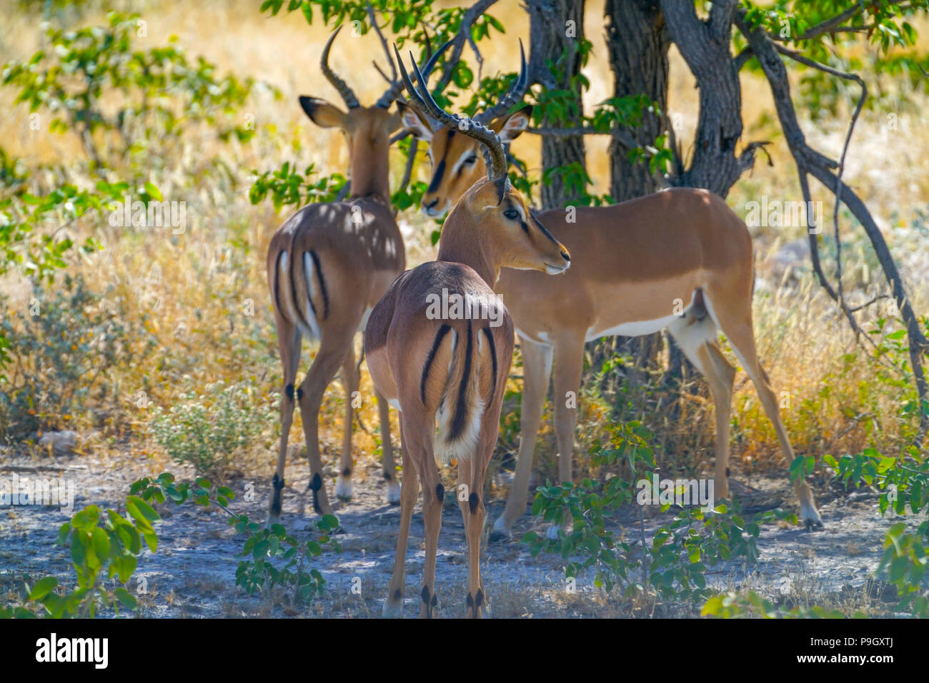 Three impala antelope standing in shade together under tree in Namibia ...