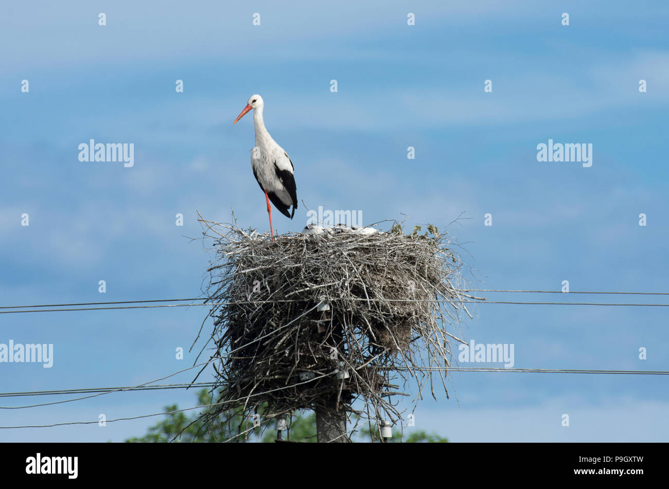 Beautiful storks hi-res stock photography and images - Alamy