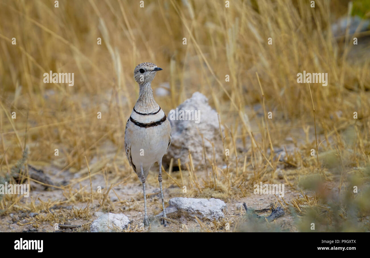 Double banded courser, delicate bird on ground in Namibia Stock Photo ...