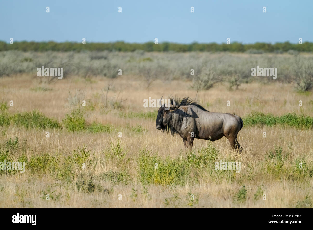 Wildebeest in landscape in Etosha National Park, Namibia Stock Photo ...