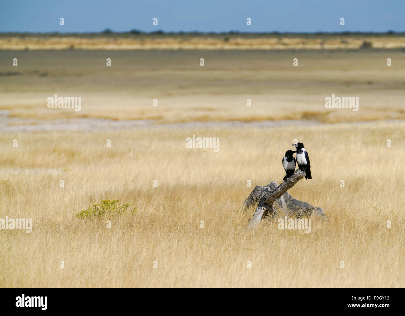 Crow on log hi-res stock photography and images - Alamy