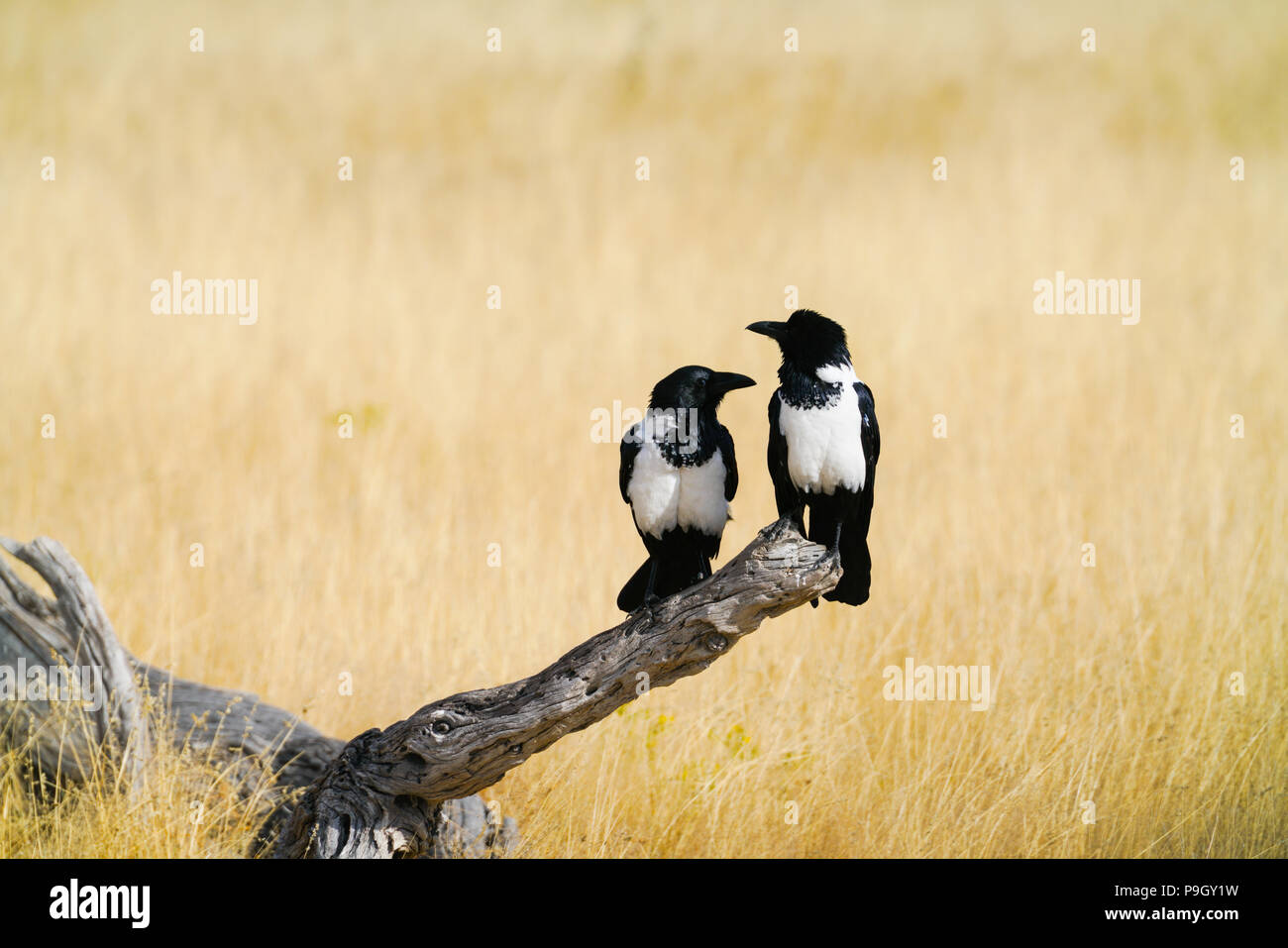 Two pied crow on dead log in Etosha National ParkNamibia Stock Photo ...