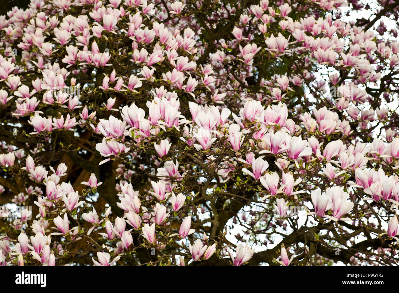 Magnolia blossom images hi-res stock photography and images - Alamy