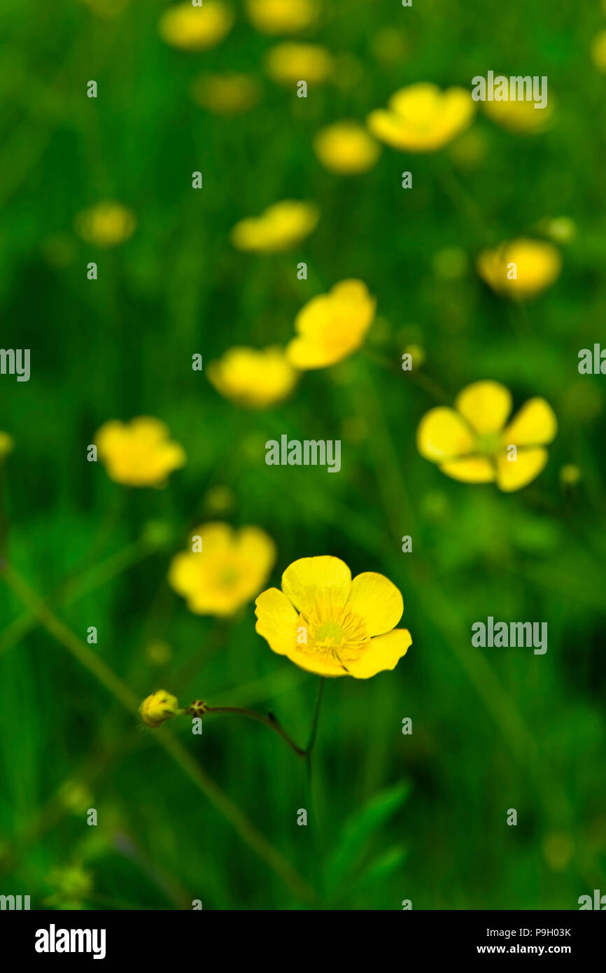 Italian ranunculus hi-res stock photography and images - Alamy
