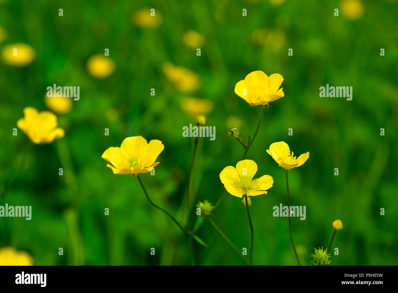 Italian ranunculus hi-res stock photography and images - Alamy