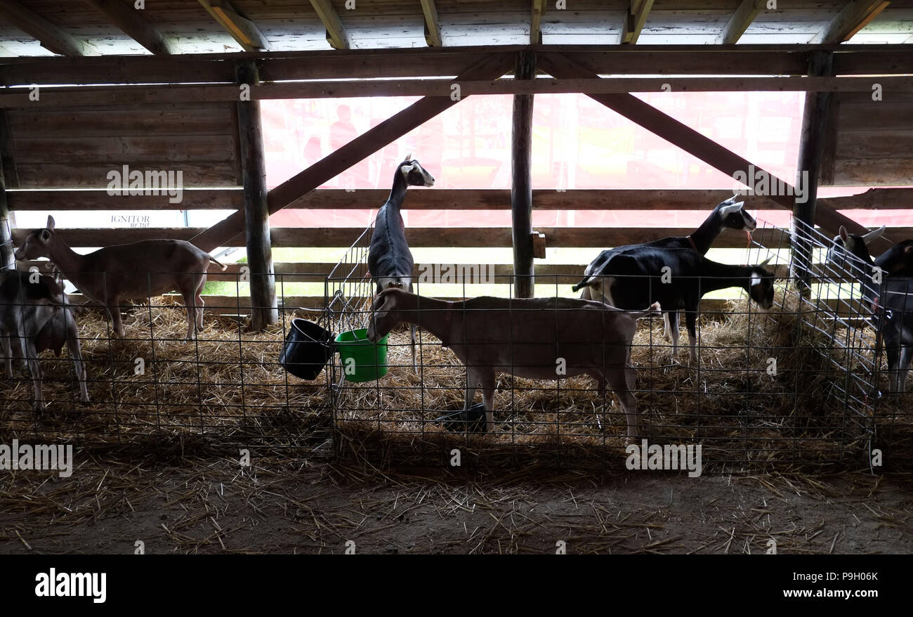 County fair animals hi-res stock photography and images - Alamy