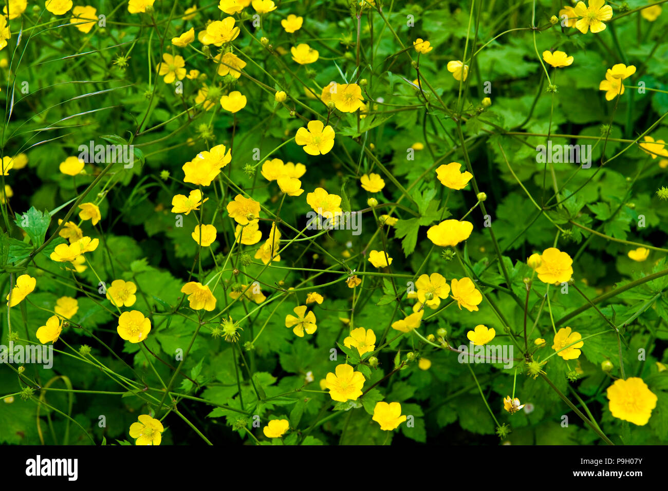 Italian ranunculus hi-res stock photography and images - Alamy