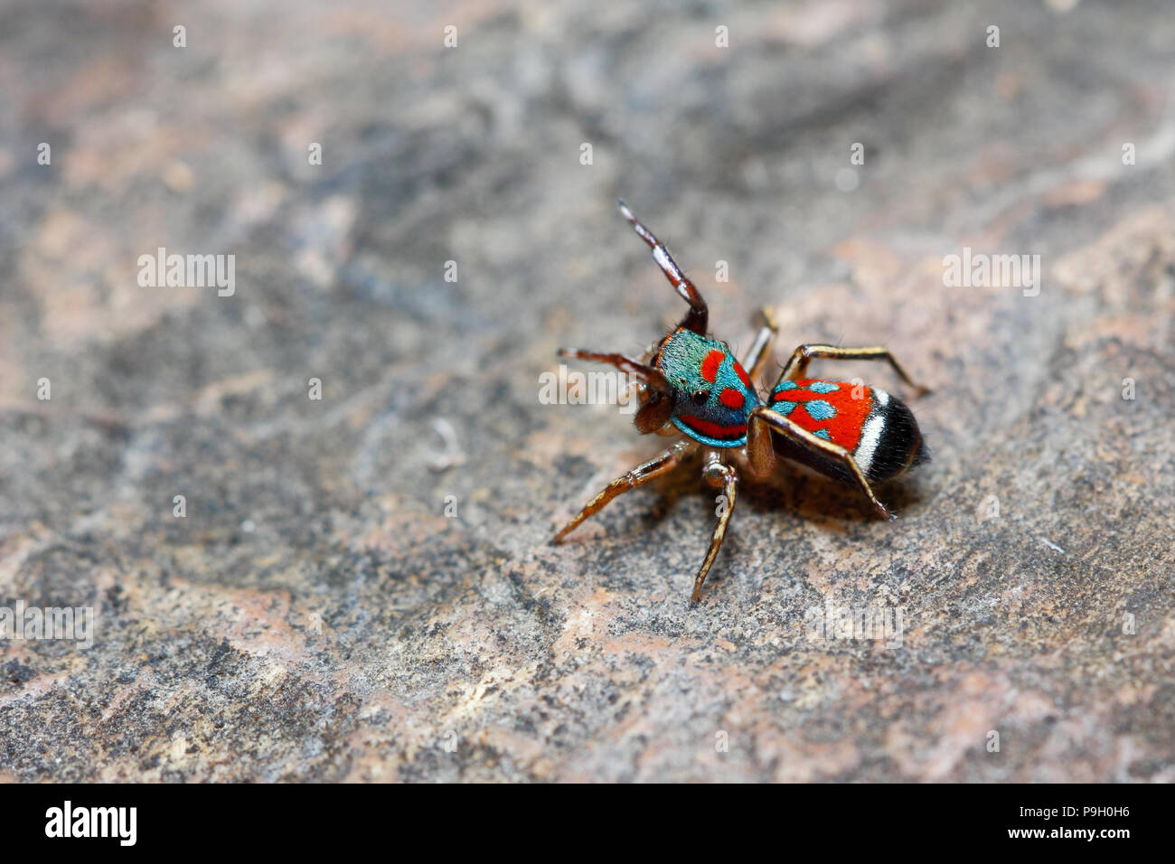 Colorful jumping spider / Metallic jumper spider (Siler semiglaucus ...