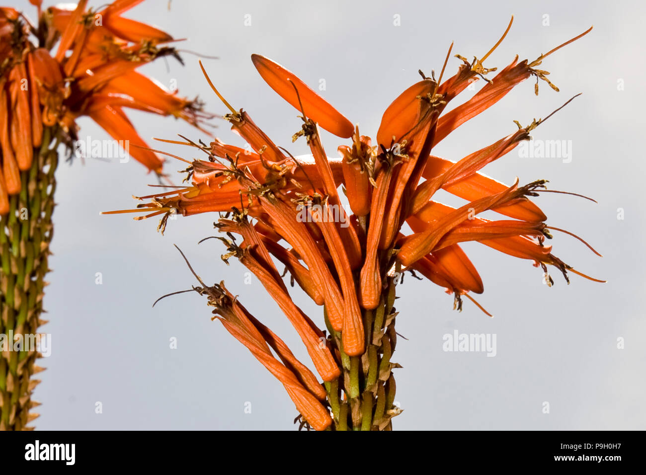 Liguria blooms hi-res stock photography and images - Alamy