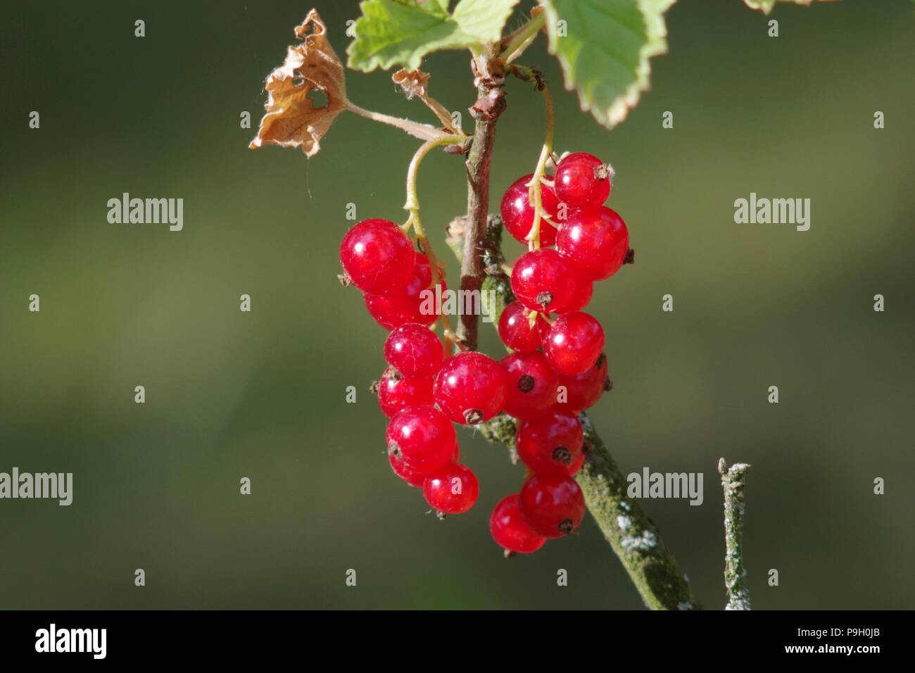Currant ribes spicatum hi-res stock photography and images - Alamy
