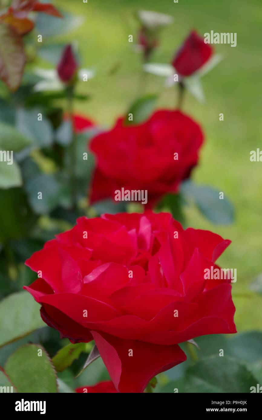 Field of red roses hi-res stock photography and images - Alamy