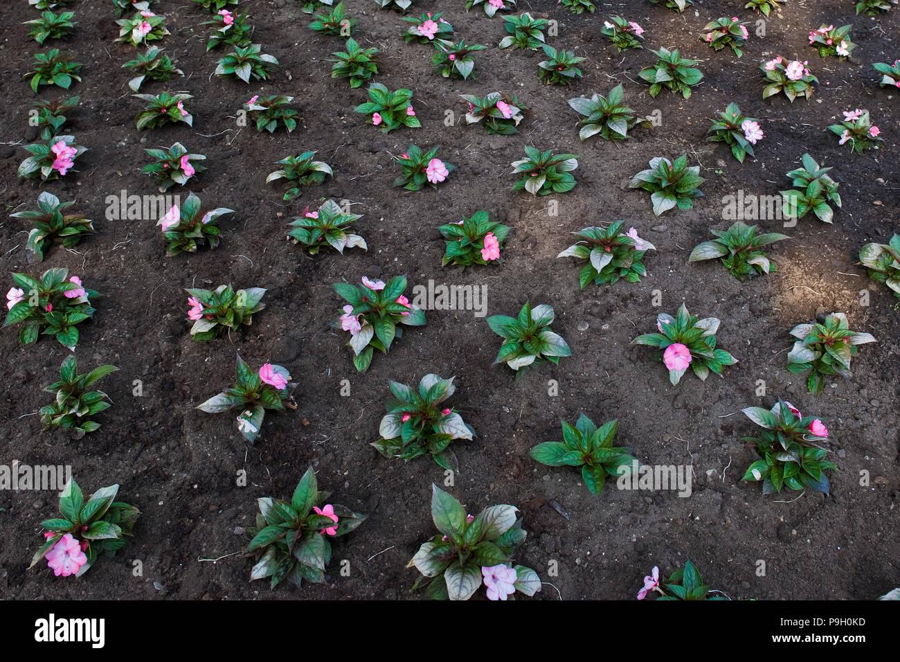 New guinea flower Stock Photo - Alamy