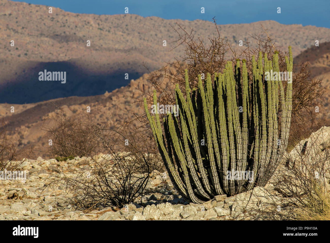 Succulent clump hi-res stock photography and images - Alamy