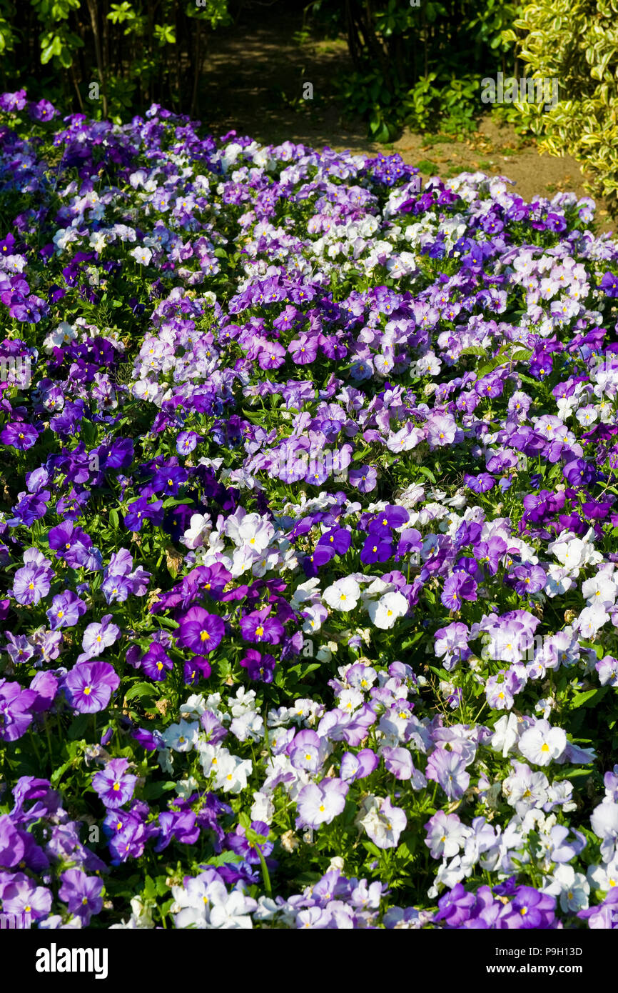 Images of violets hi-res stock photography and images - Alamy