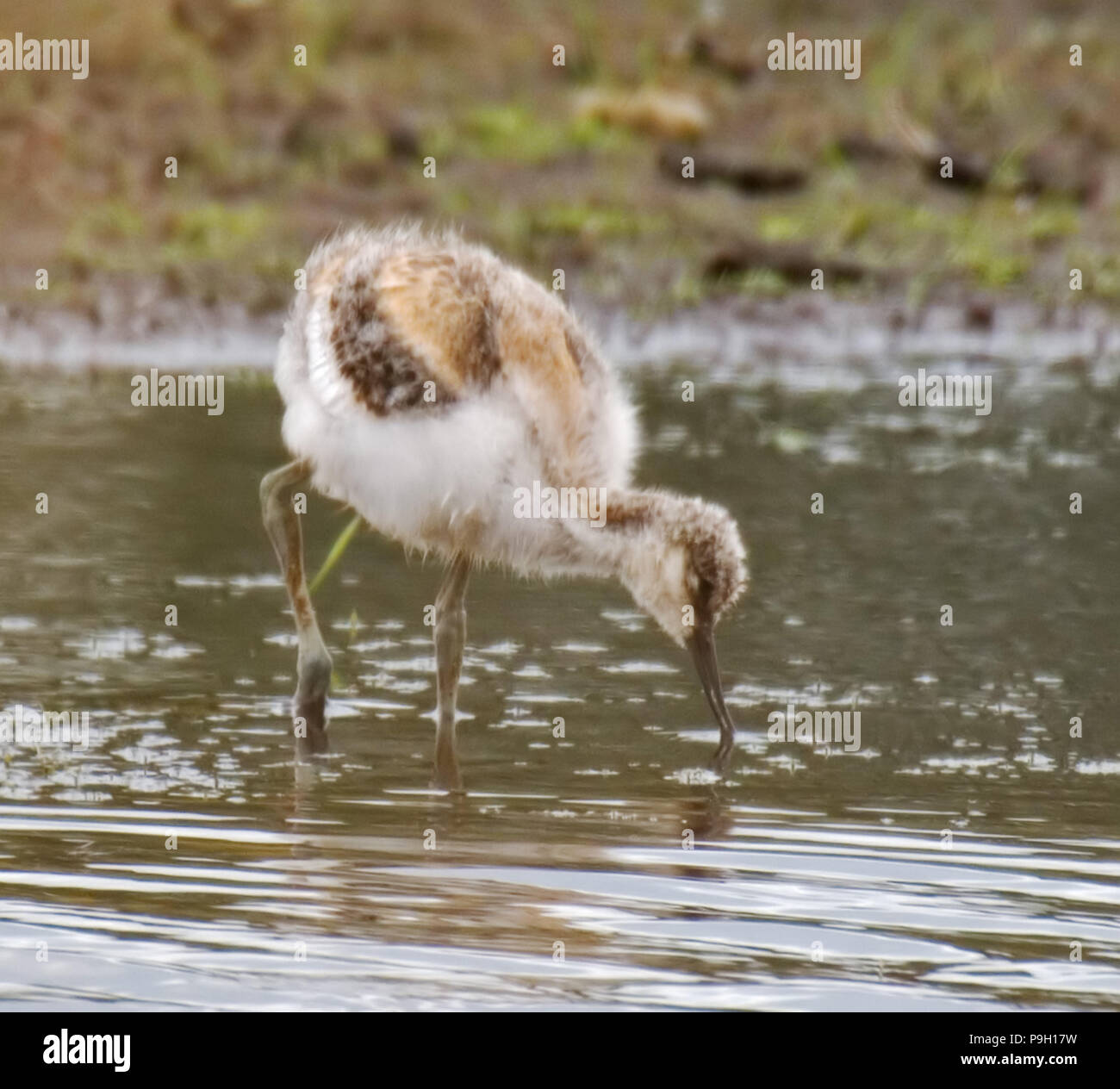 Lunt Nature Reserve Liverpool Stock Photo - Alamy