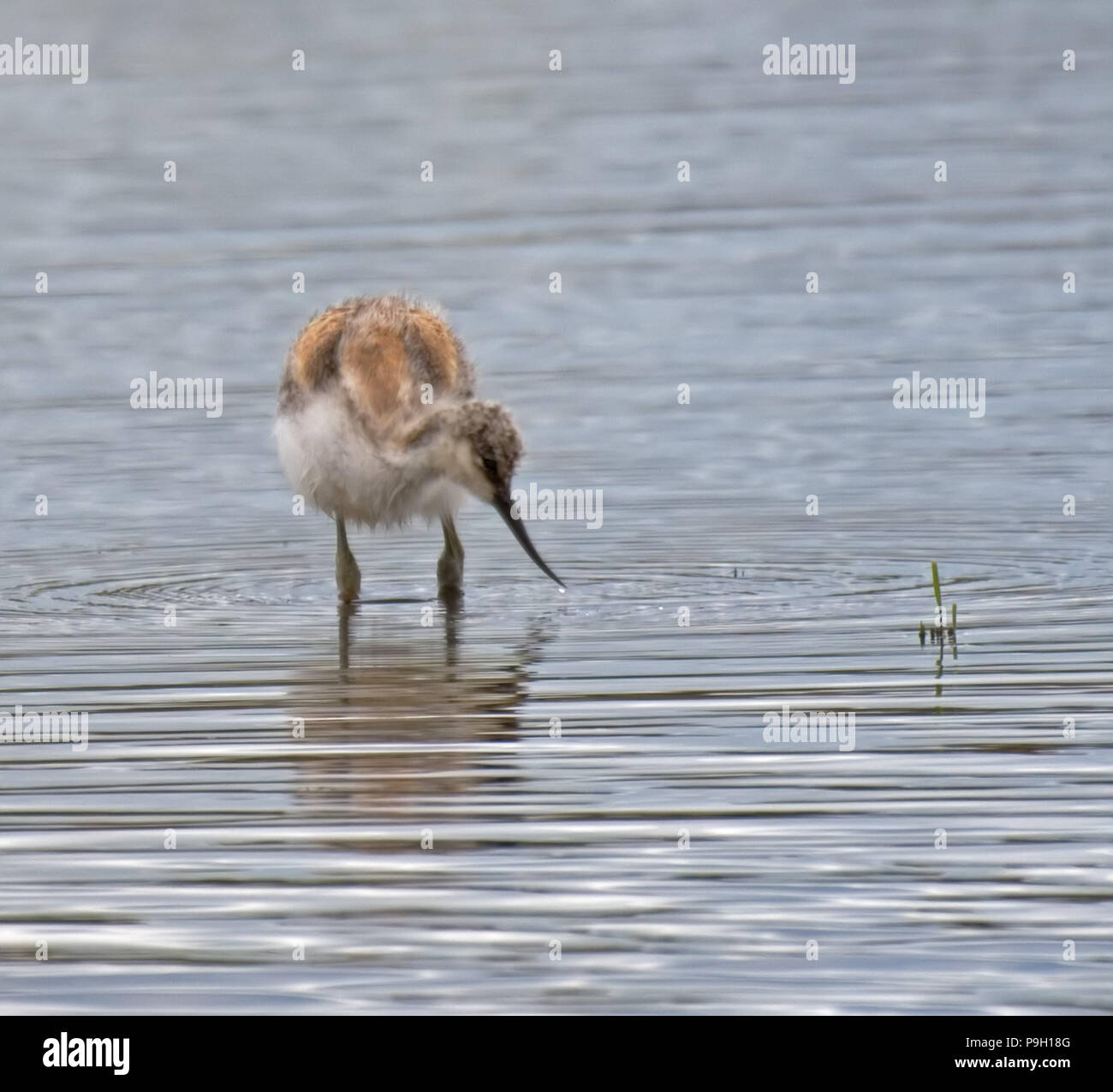 Lunt Nature Reserve Liverpool Stock Photo - Alamy