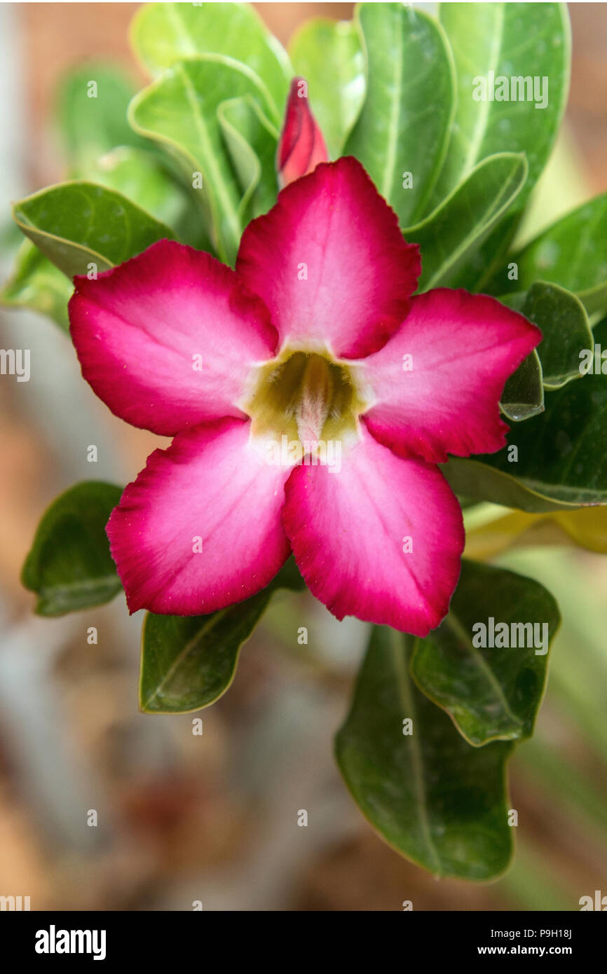 Desert Rose, Mock Azalea, Impala Lily flower - Adenium obesum Stock ...
