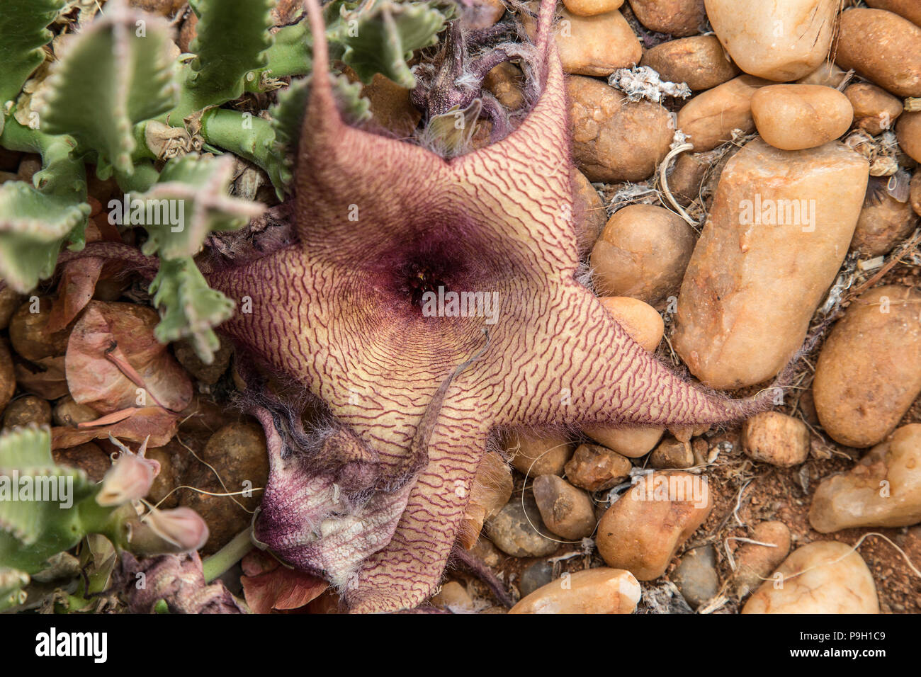 Stapelia asterias - Carrion plant - from above. Succulent Stock Photo ...