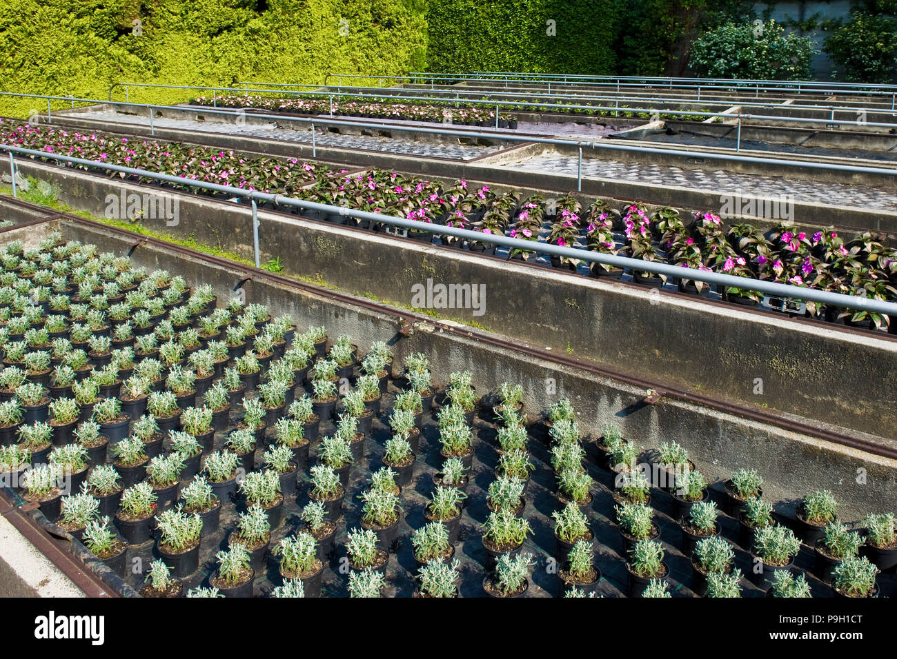 Plantnursery hi-res stock photography and images - Alamy