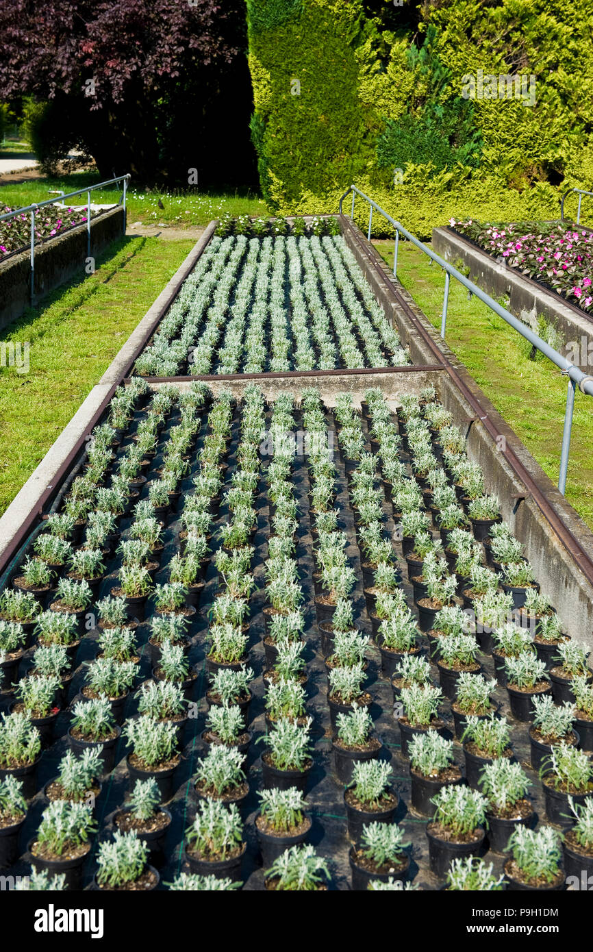 Plantnursery hi-res stock photography and images - Alamy
