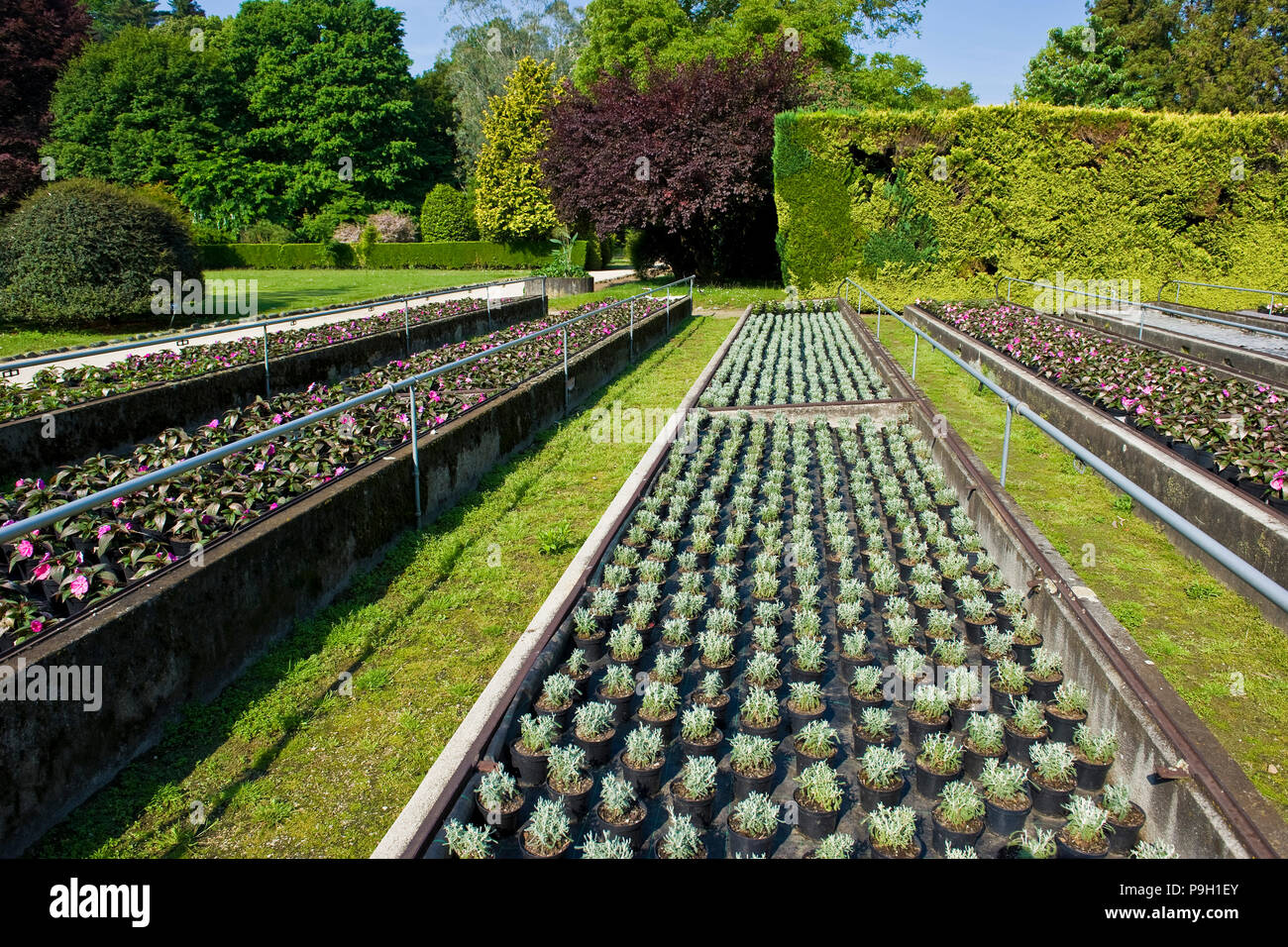 Plantnursery hi-res stock photography and images - Alamy