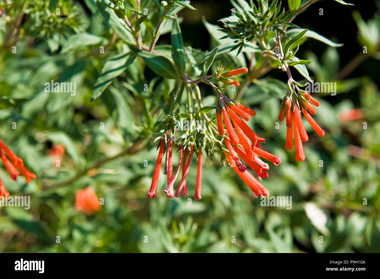 Triphylla hi-res stock photography and images - Alamy