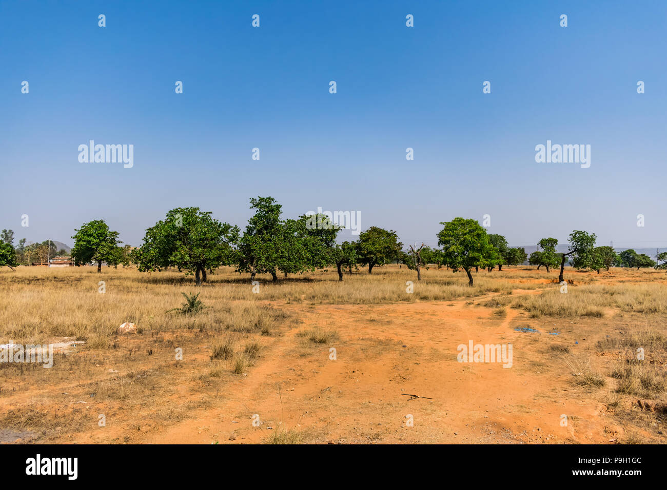 View of a dry landscape with a lot of fig tree in a rural village dry ...