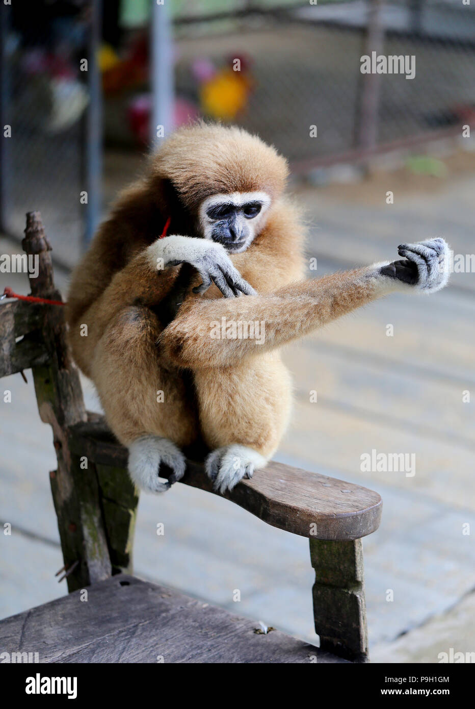Big monkey hi-res stock photography and images - Alamy