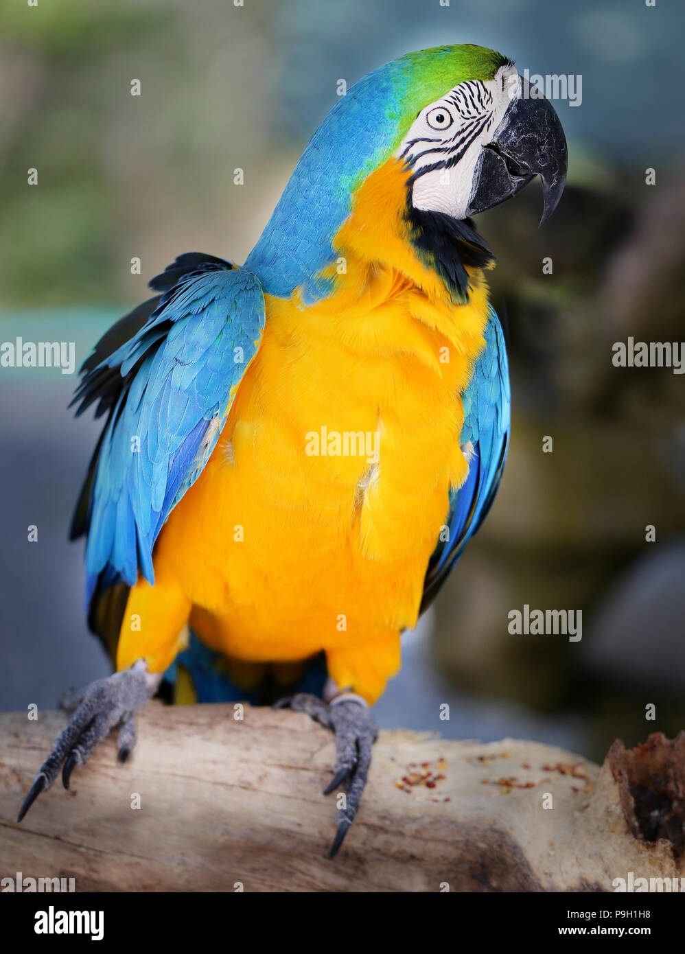 Photo of a bright macro parrot in a tropical jungle Stock Photo - Alamy