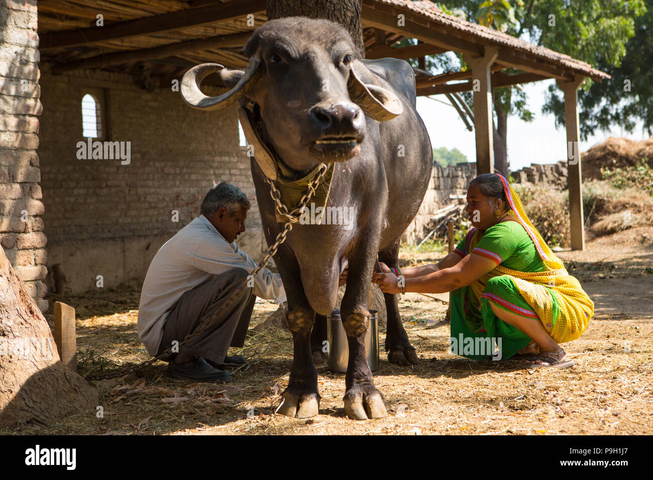 Milking Cows