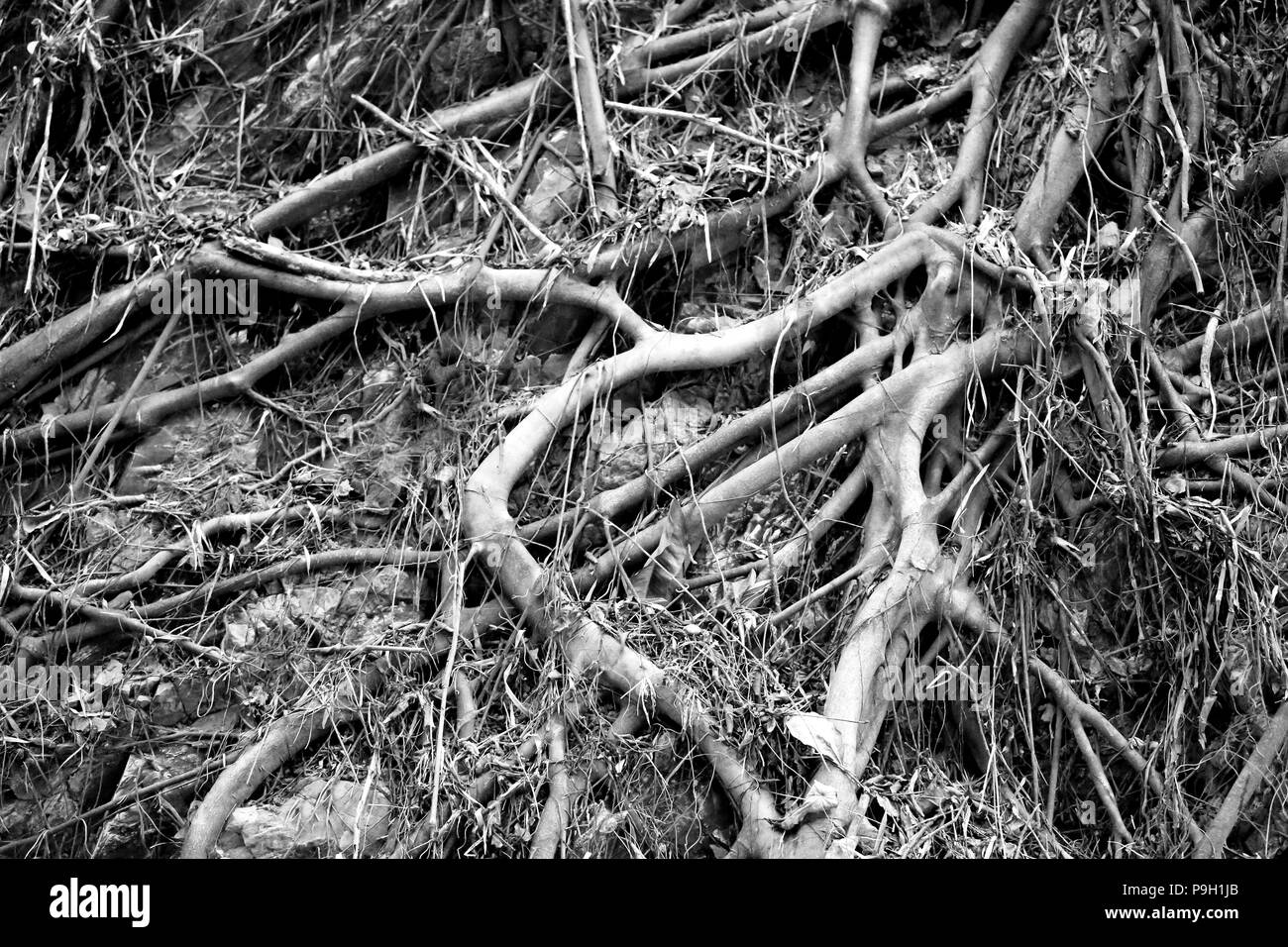 Earth on roots Black and White Stock Photos & Images - Alamy