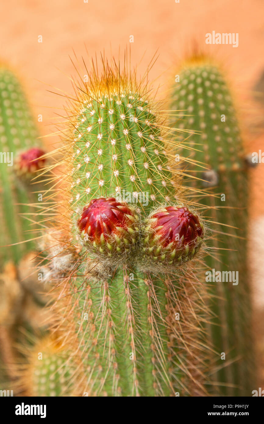 Red spiky flower hi-res stock photography and images - Alamy