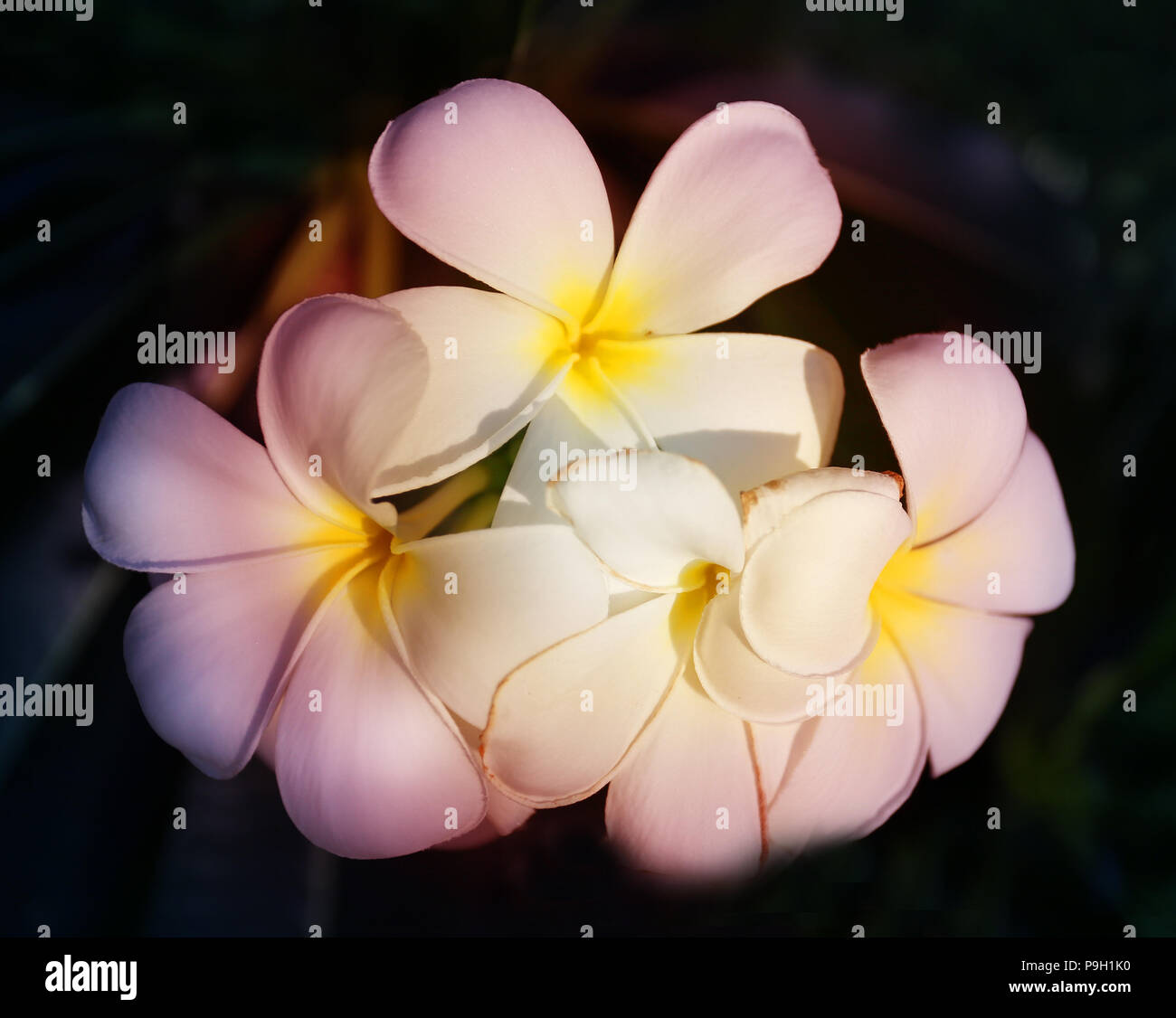 Photo of a tropical tropical beautiful flower on a dark background ...