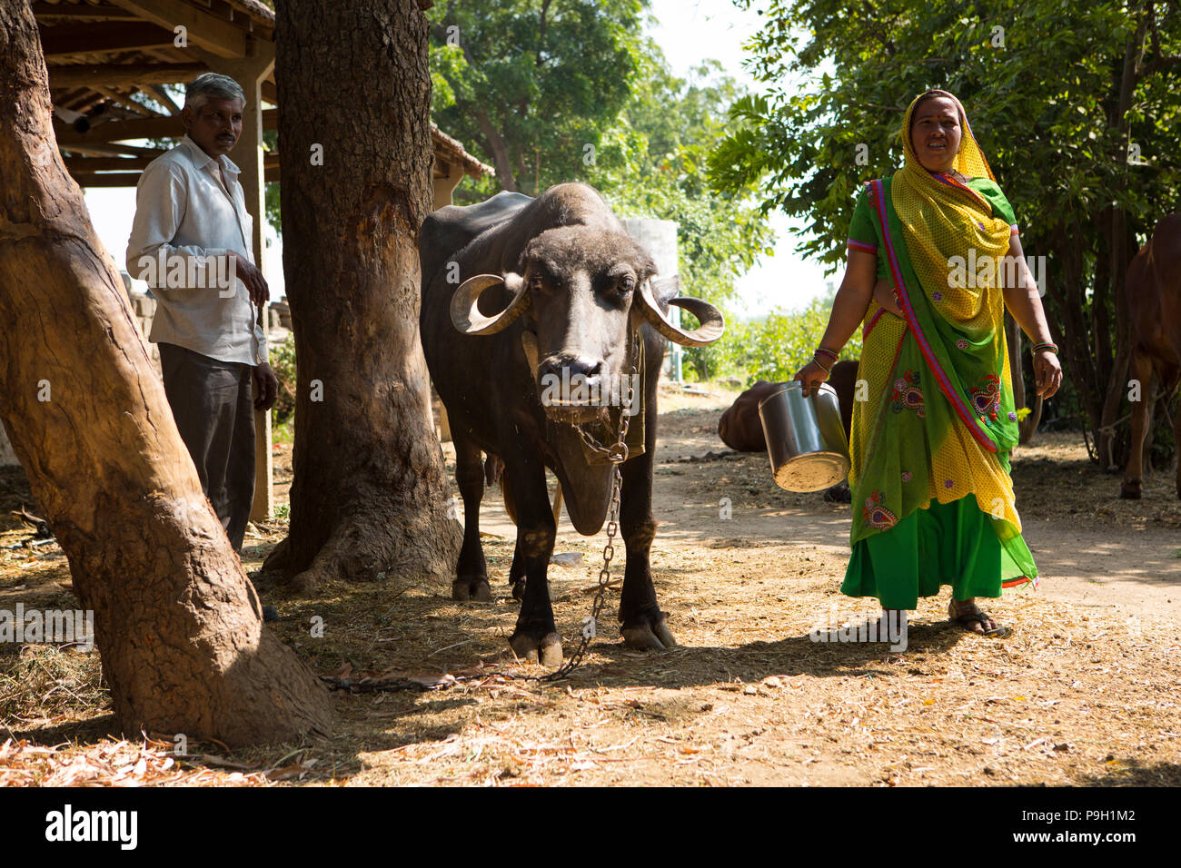 Milk india woman hi-res stock photography and images - Alamy