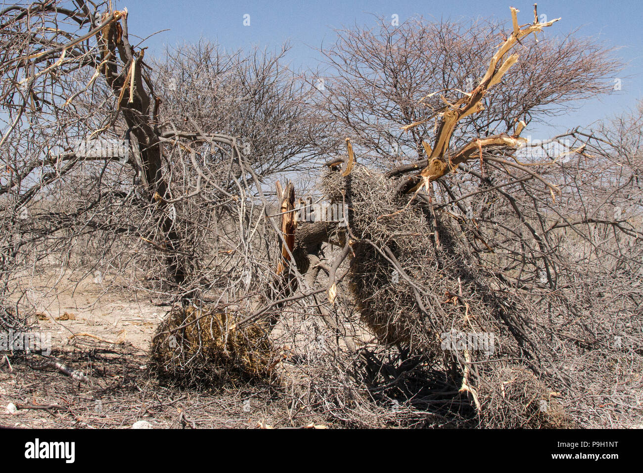 Collapsed tree hi-res stock photography and images - Alamy