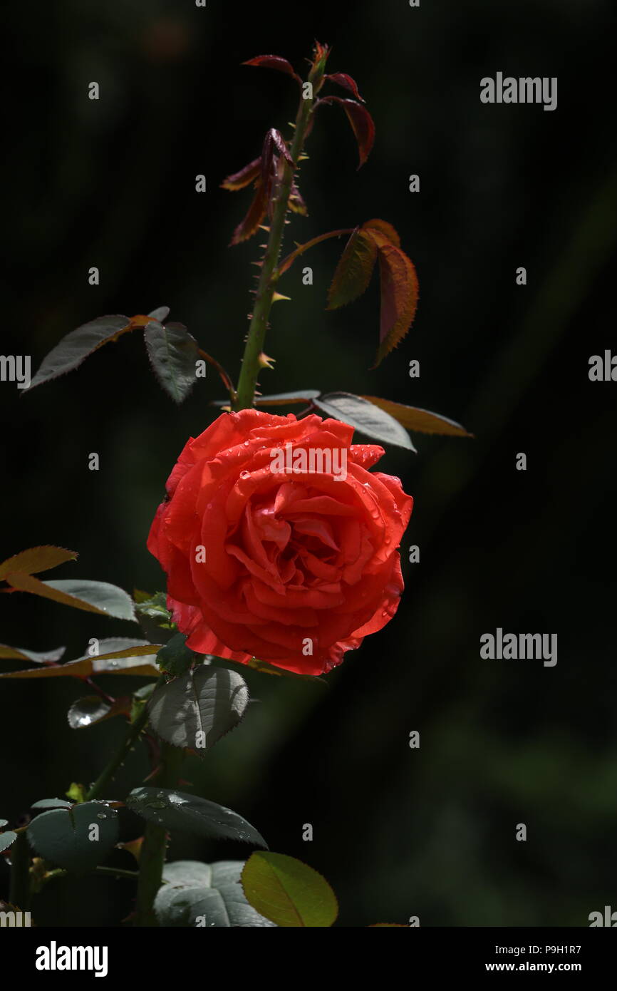 August red rose Stock Photo - Alamy