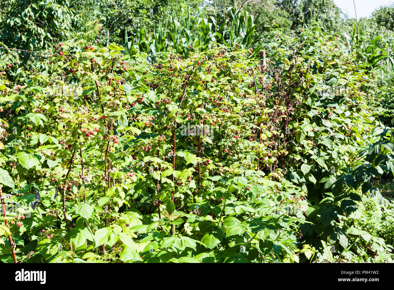 raspberry bush on garden fence in village in sunny summer day in Kuban ...