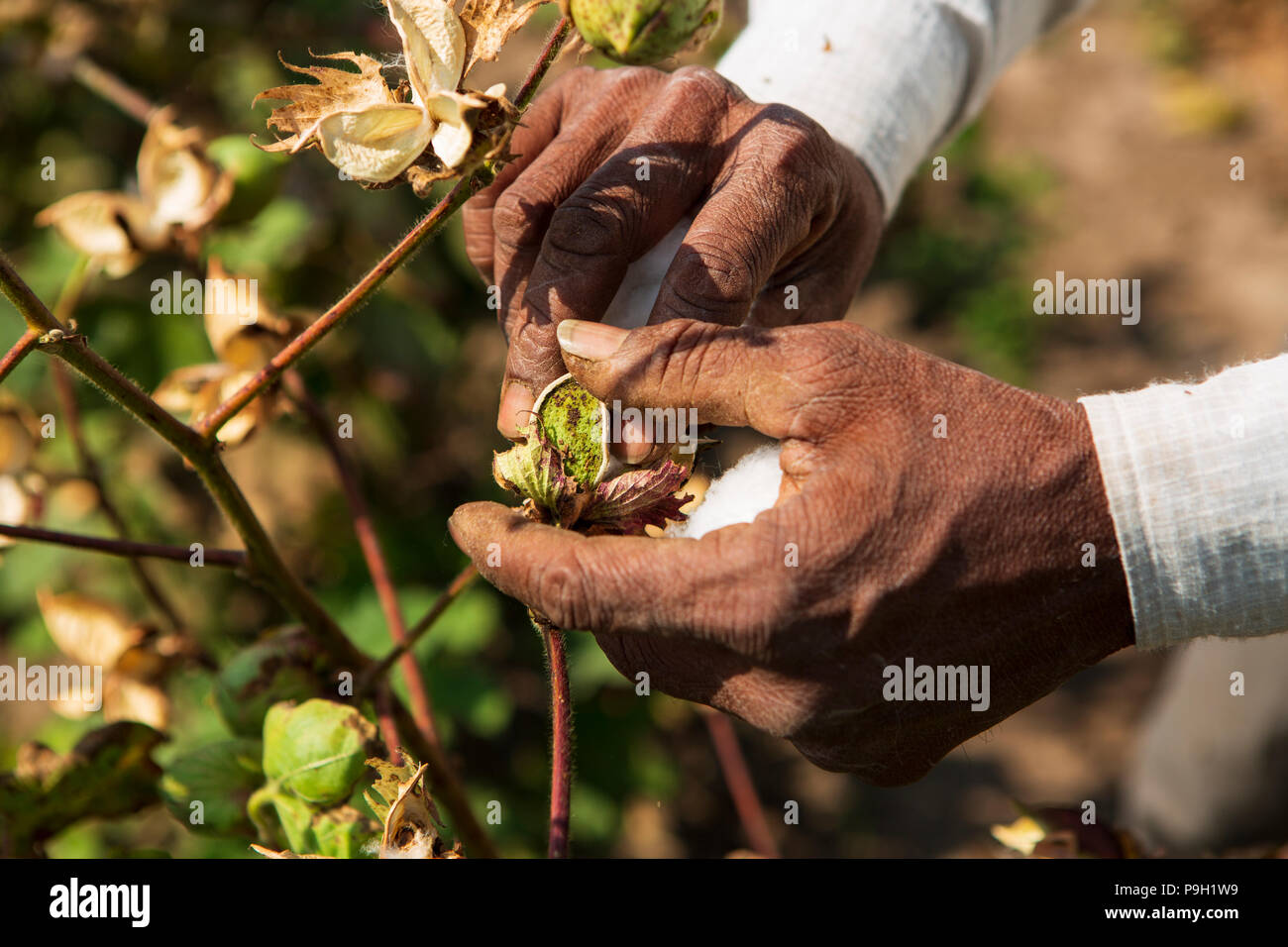 A close up of a male farmers hands picking organic cotton on a cotton ...