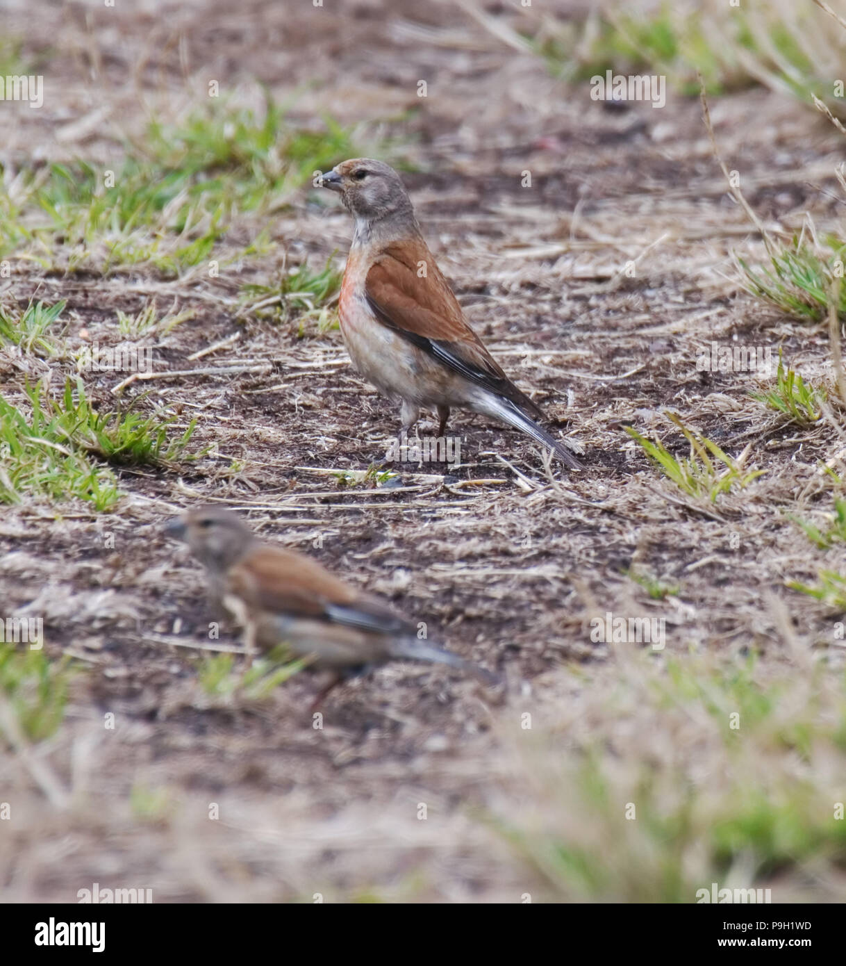 Wings linnet hi-res stock photography and images - Alamy