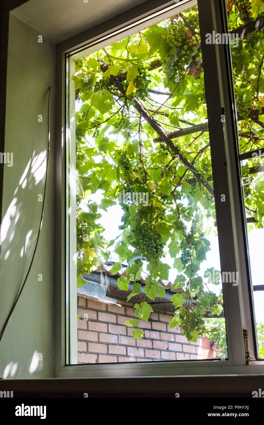 Ornamental grape vine hi-res stock photography and images - Alamy