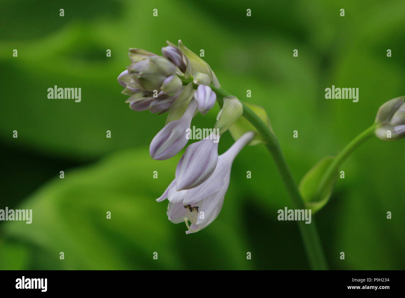 Purple Hosta High Resolution Stock Photography and Images - Alamy
