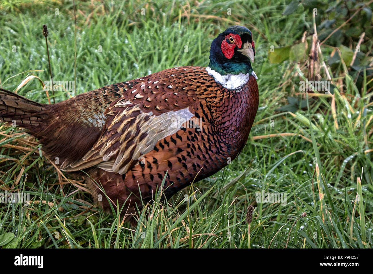 Pheasant scotland hi-res stock photography and images - Alamy