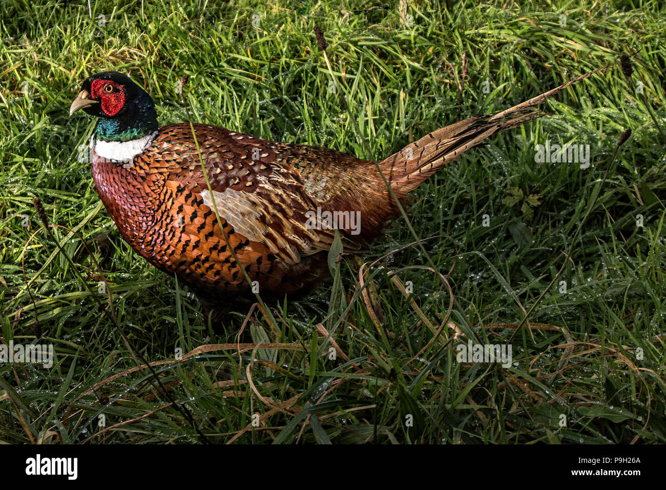 Pheasant - Phasianus colchicus - on the Isle of Arran in Scotland Stock ...