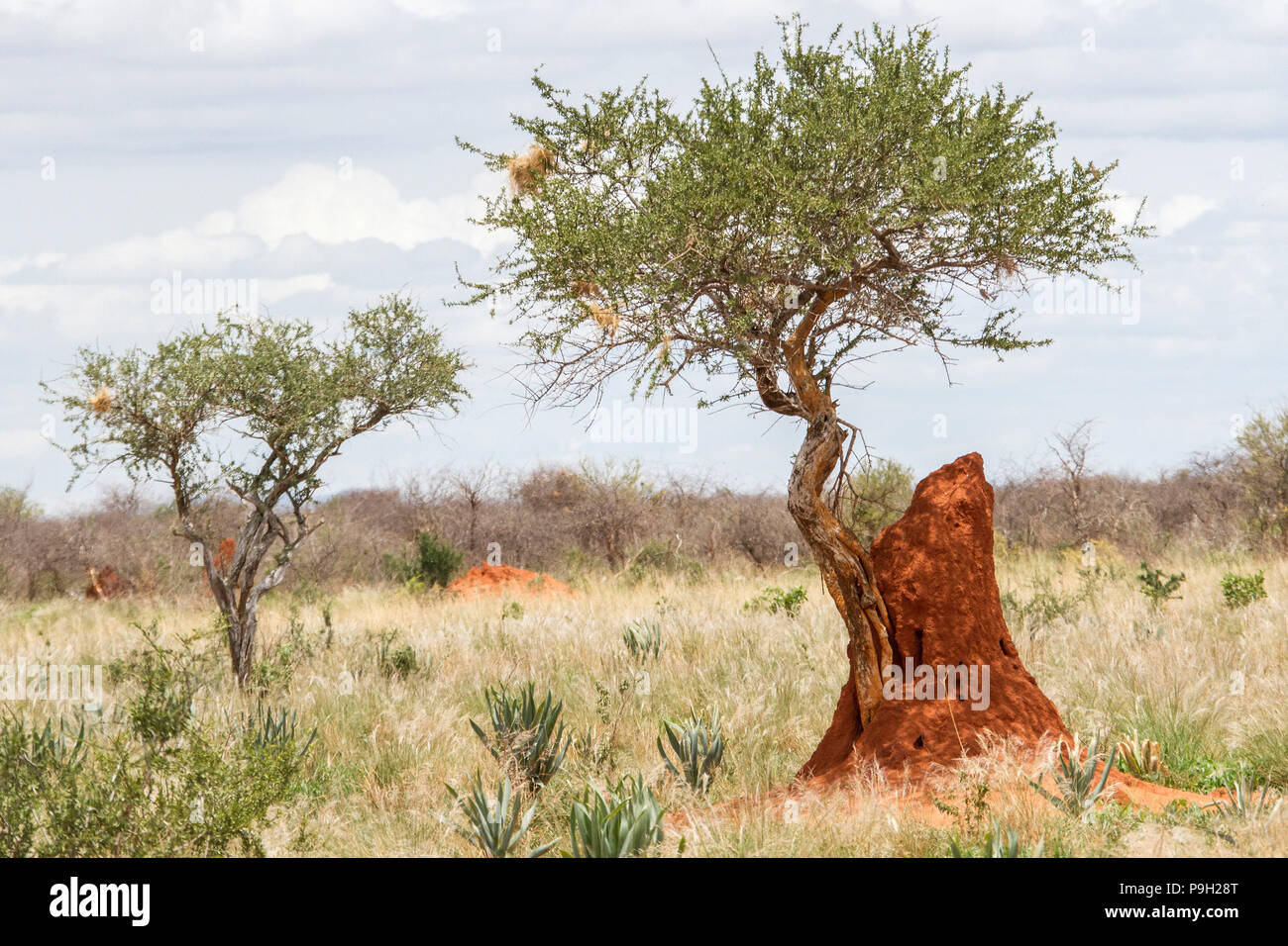 Namibian bush hi-res stock photography and images - Alamy