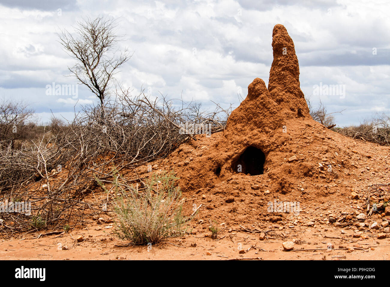 Termite mounds in the Namibian Bush Stock Photo - Alamy