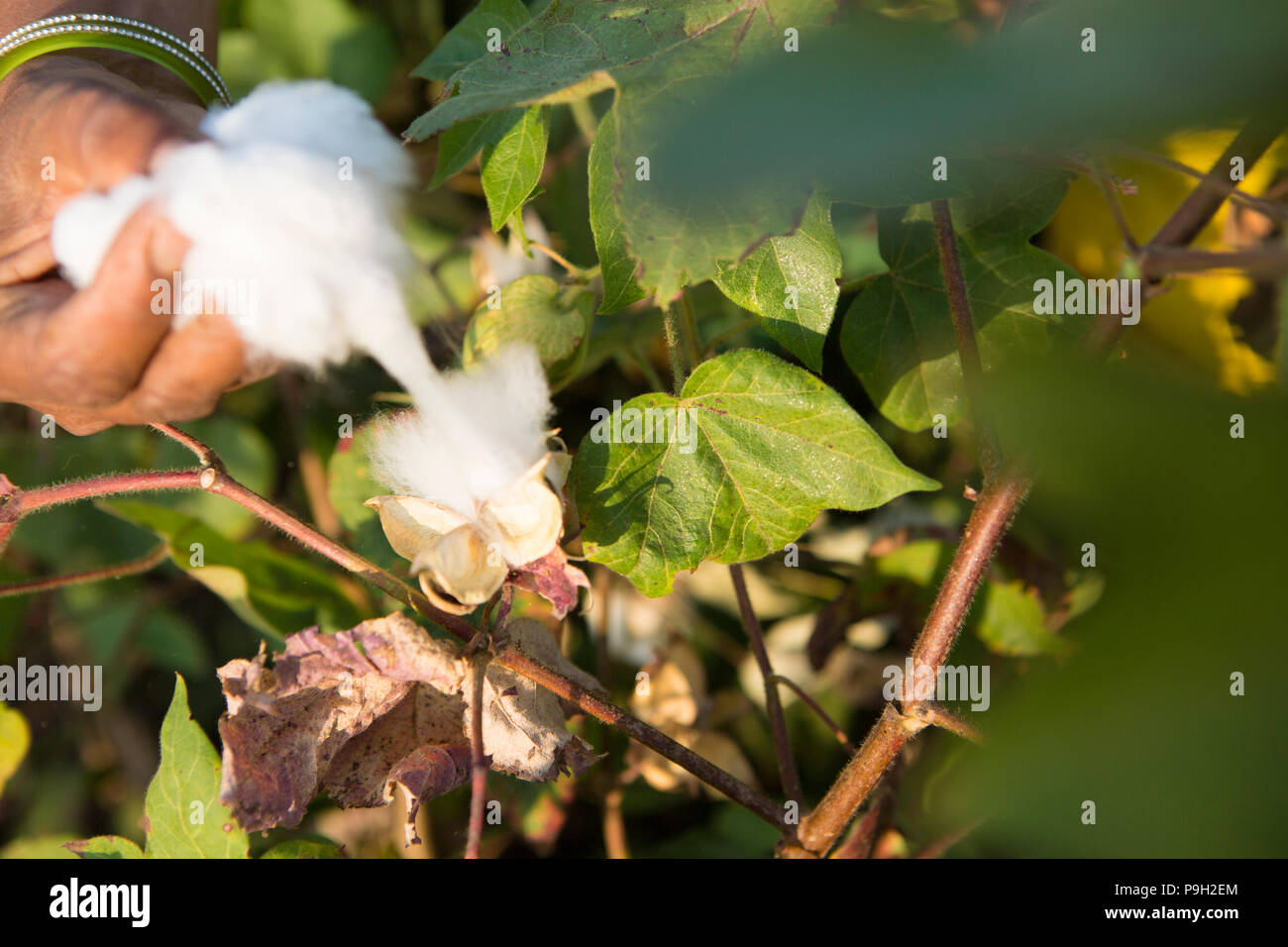 A woman's hands picking organic cotton on a cotton farm in India Stock ...