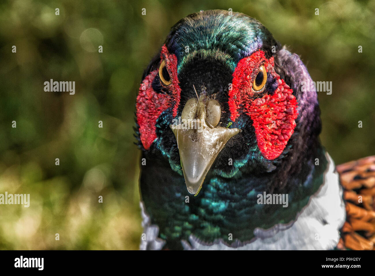 Head pheasant hi-res stock photography and images - Alamy