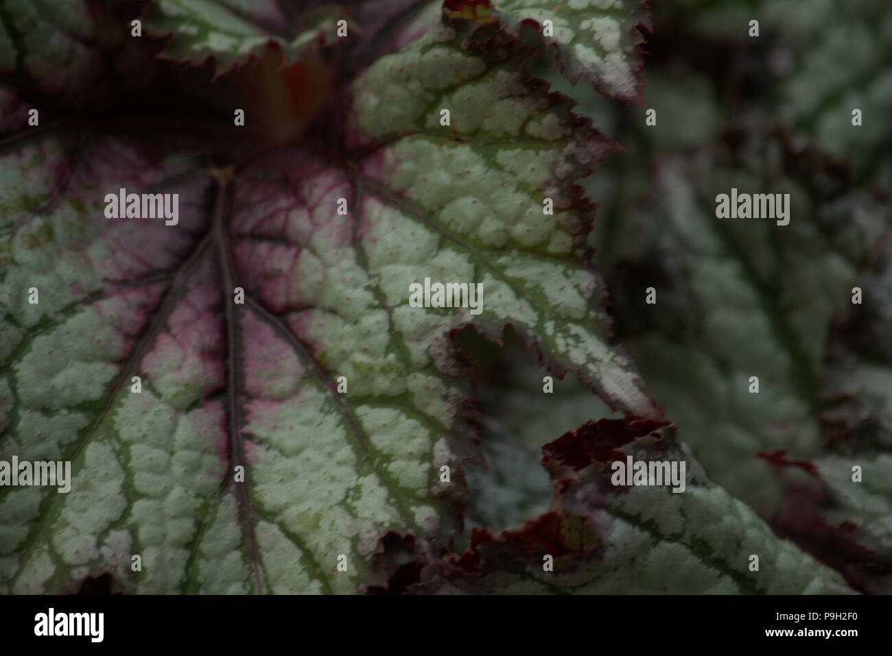 Begonia Leaves High Resolution Stock Photography and Images - Alamy